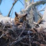 1 Hour Historical Wildlife Tour of The Famous Chain of Lakes - Itinerary Breakdown
