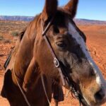 1 Hour Horseshoe Bend Trail Ride - The Experience: A Deep Dive