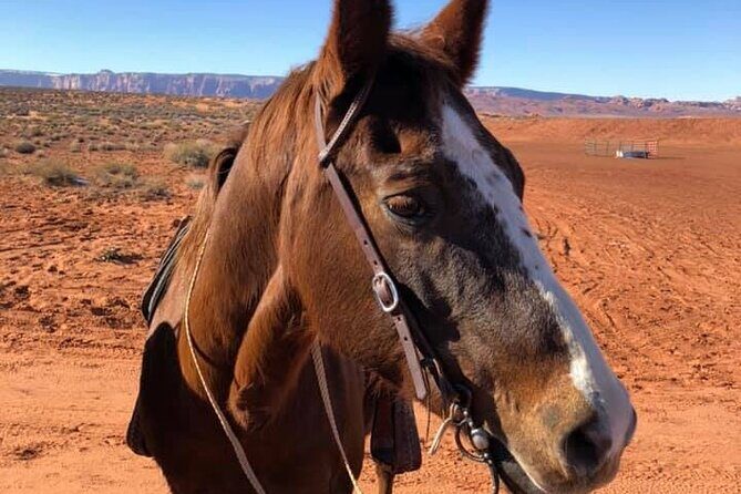 1 Hour Horseshoe Bend Trail Ride - The Experience: A Deep Dive