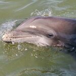 1 Hour Private Dolphin and Nature Tour - Value for Money and Practical Tips