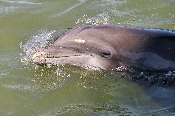 1 Hour Private Dolphin and Nature Tour - Value for Money and Practical Tips