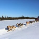 1-hr. Dog Sledding Tour in Fairbanks (without transportation) - Who Will Love This Tour?
