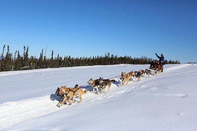 1-hr. Dog Sledding Tour in Fairbanks (without transportation) - Who Will Love This Tour?