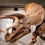 #1 Smithsonian Natural History + American History Museum Tour - The Practicalities