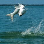 #1 Top Rated - Calm Water Inshore Fishing Charter In Your Area - Practical Details and Tips