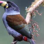 10 Days Birding Photo tour from Andes to Amazon of Ecuador - Practical Details and Why They Matter