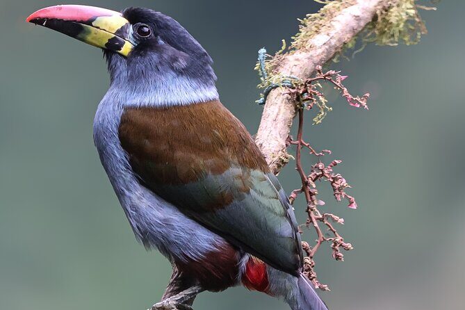 10 Days Birding Photo tour from Andes to Amazon of Ecuador - Practical Details and Why They Matter