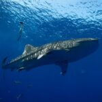 10 Passenger Max Customizable Private Charter - Why You Should Consider Booking