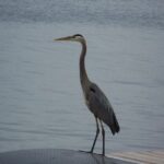 1000 Islands Sunset Cruise from Clayton, NY - What’s Included and What You’ll Want to Bring