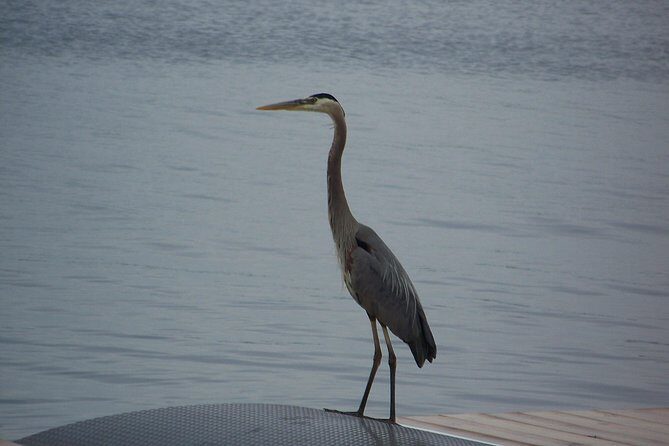 1000 Islands Sunset Cruise from Clayton, NY - What’s Included and What You’ll Want to Bring