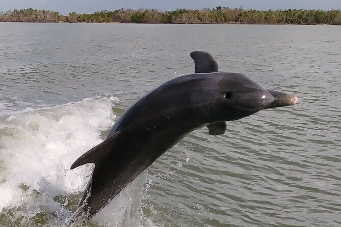 10,000 Islands Boat Excursion - 3.5-Hour Dolphins & Shelling Tour - Final Thoughts: Is It Worth It?