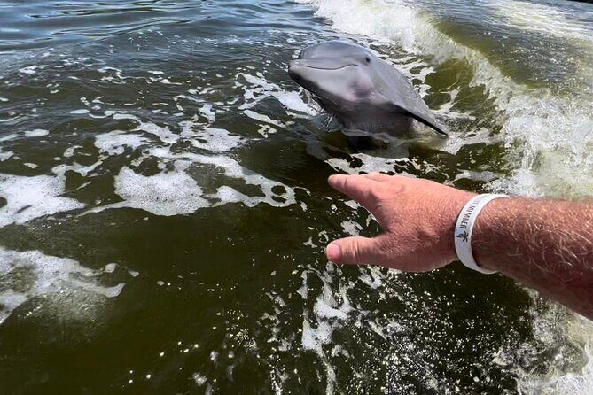 10,000 Islands Boat Tour + Naturalist Led Walk in the Everglades! - Discovering the Itinerary: What You’ll Experience