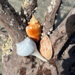 10,000 Islands Shelling Trip Marco Island FL - Diving Deeper: What You’ll Love