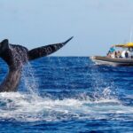 12 Passenger Kaanapali Beach Whale Watch tour. Onboard Whale Mic - Final Thought: Is This Tour Right for You?