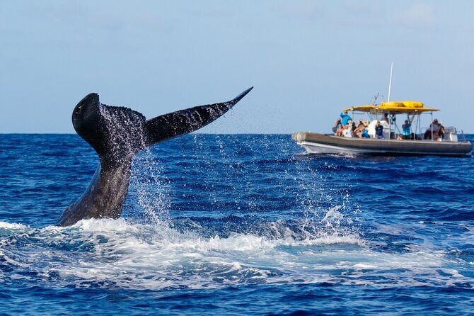12 Passenger Kaanapali Beach Whale Watch tour. Onboard Whale Mic - Final Thought: Is This Tour Right for You?