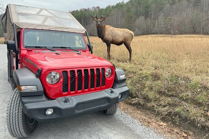 2.5-3 hour Smoky Mountain Cherokee Blue Ridge Parkway Safari tour - Personal Stories from Travelers