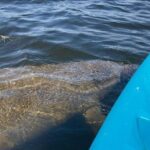 2.5 Hour Kayaking with Manatee and History Tour in Tarpon Springs - The Itinerary: What You’ll See and Do