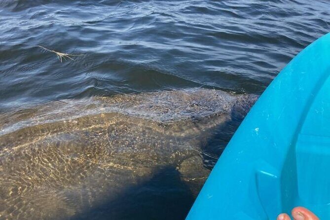 2.5 Hour Kayaking with Manatee and History Tour in Tarpon Springs - The Itinerary: What You’ll See and Do