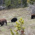 2 Day 1 Night Yellowstone with Expert Guide - Why Choose This Yellowstone Tour?