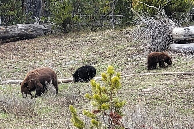 2 Day 1 Night Yellowstone with Expert Guide - Why Choose This Yellowstone Tour?