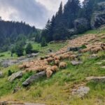 2 Day Private Tour from Bucharest in Transylvania - The Value of This Tour