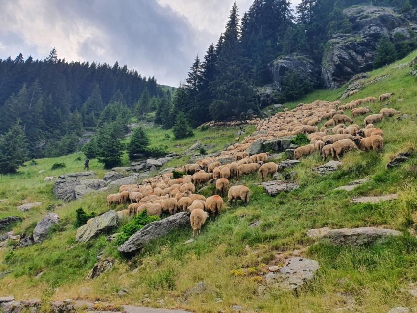 2 Day Private Tour from Bucharest in Transylvania - The Value of This Tour