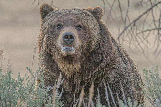 2-Day Private Tour in Yellowstone(Lower and Upper Loops w Iconic Sites) w Lunch - What Makes This Tour Stand Out