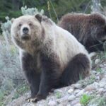 2-Day Private Tour of Yellowstone National Park Lower & Upper Loops - Final Thoughts