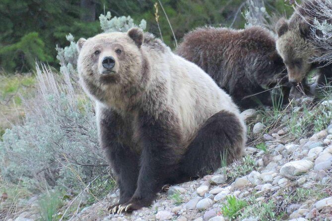2-Day Private Tour of Yellowstone National Park Lower & Upper Loops - Final Thoughts