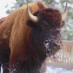 2-Day Yellowstone National Park Upper and Lower Loop Exploration - Getting the Most Out of Your Experience