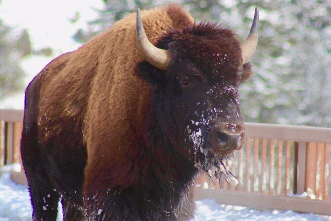 2-Day Yellowstone National Park Upper and Lower Loop Exploration - Getting the Most Out of Your Experience