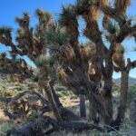 2-days Private Tour to Joshua Tree National Park from Los Angeles - A Closer Look at the Itinerary