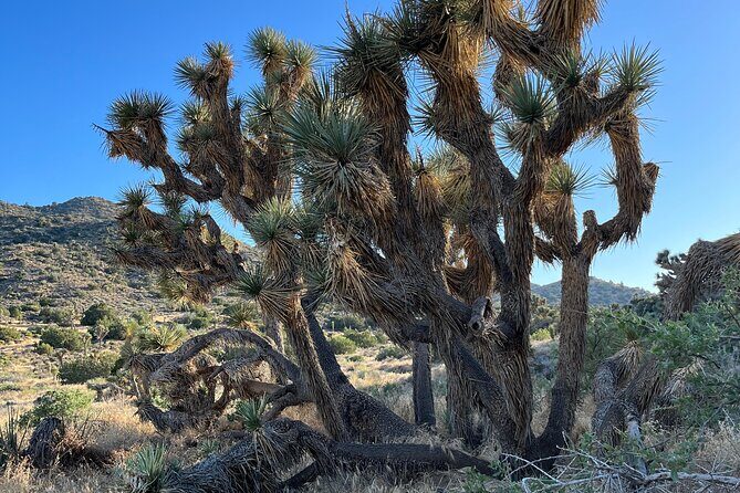 2-days Private Tour to Joshua Tree National Park from Los Angeles - A Closer Look at the Itinerary