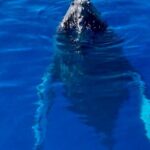 2 Hour Afternoon Lahaina Whale Watch - The Itinerary and What to Expect