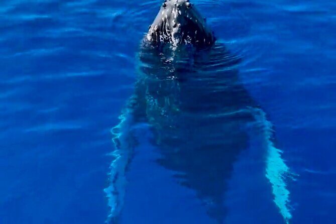 2 Hour Afternoon Lahaina Whale Watch - The Itinerary and What to Expect