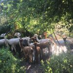 2-Hour Alpaca Farm Experience in Kenilworth - The Value of This Experience