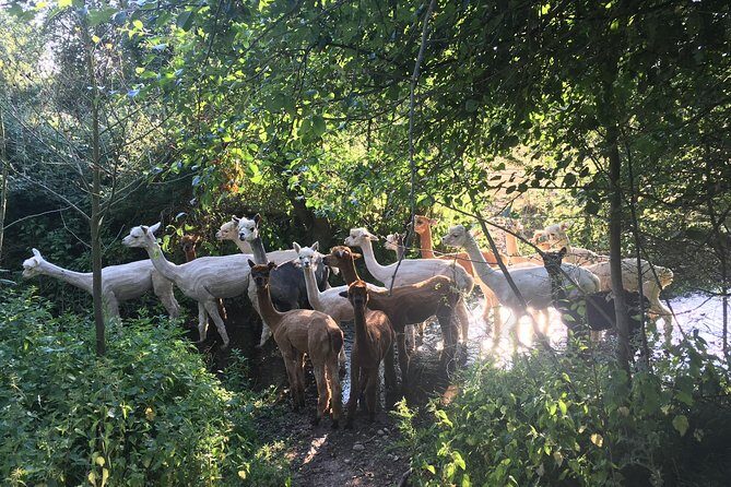 2-Hour Alpaca Farm Experience in Kenilworth - The Value of This Experience