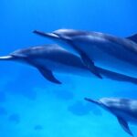 2-Hour Dolphin Watching and Double Reef with Snorkel in Hawaii - Frequently Asked Questions