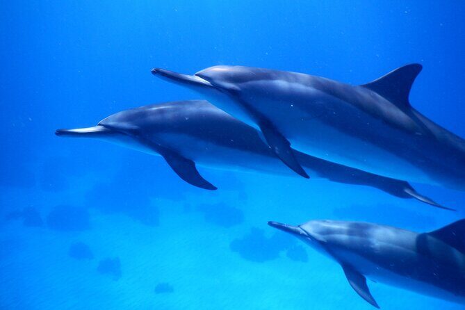 2-Hour Dolphin Watching and Double Reef with Snorkel in Hawaii - Frequently Asked Questions