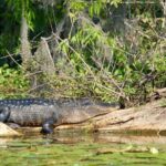 2 Hour Historical Wildlife Tour of the Chain of Lakes - The Value of This Tour