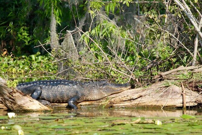 2 Hour Historical Wildlife Tour of the Chain of Lakes - The Value of This Tour