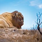 2 hour Inside Adventure Tour on Catalina Island - The Value of the Experience
