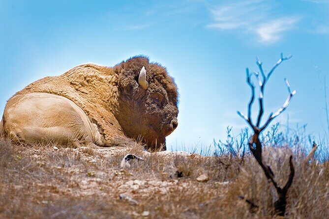 2 hour Inside Adventure Tour on Catalina Island - The Value of the Experience
