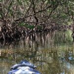 2- Hour Jungle Tour at Prehistoric Preserve Site in Fort Pierce - The Itinerary in Detail