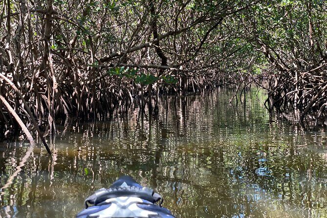2- Hour Jungle Tour at Prehistoric Preserve Site in Fort Pierce - The Itinerary in Detail