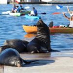 2-Hour Kayak or Paddleboard with Sea Lions in Marina del Rey - The Small-Group Advantage: Personalization and Engagement