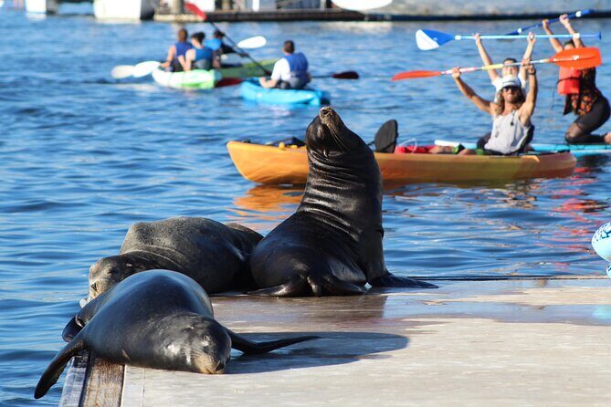 2-Hour Kayak or Paddleboard with Sea Lions in Marina del Rey - The Small-Group Advantage: Personalization and Engagement