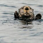 2-Hour Marine Wildlife Tour in Sitka - Final Thoughts: Is It Worth It?