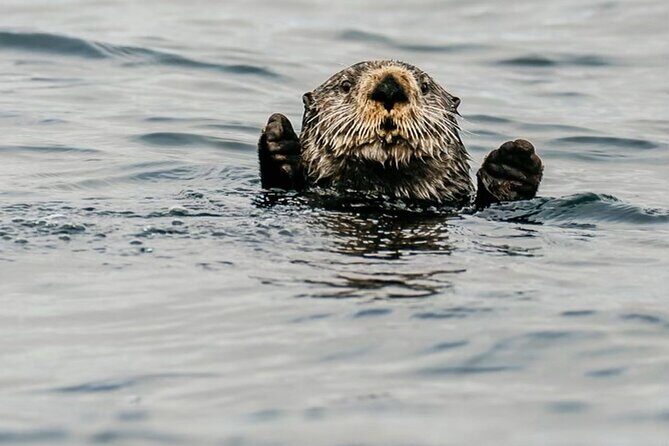2-Hour Marine Wildlife Tour in Sitka - Final Thoughts: Is It Worth It?