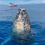 2 Hour Prime Time Maui Whale Watching - FAQ